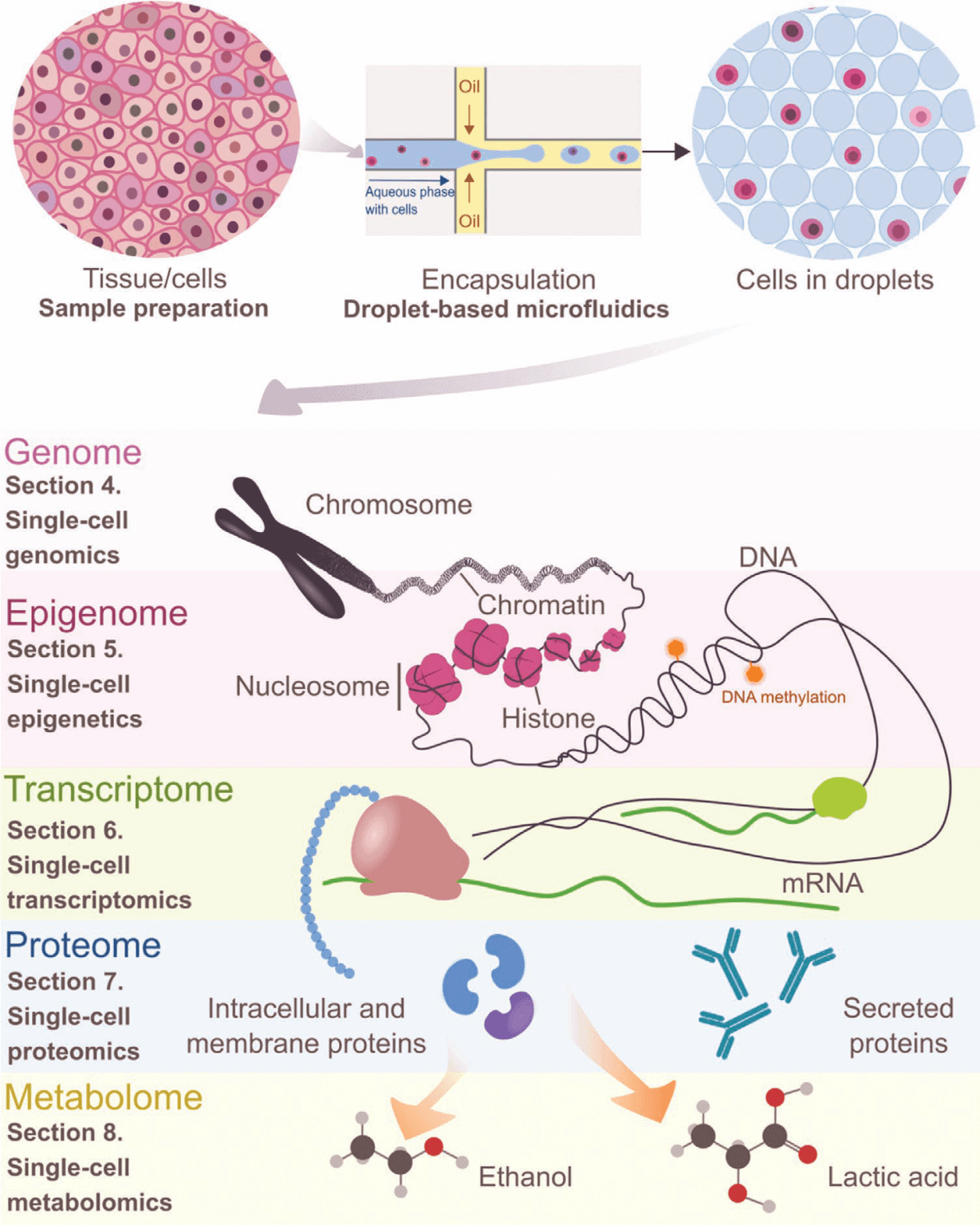 Completed- Elucidating human enhanceropathies using droplet ...